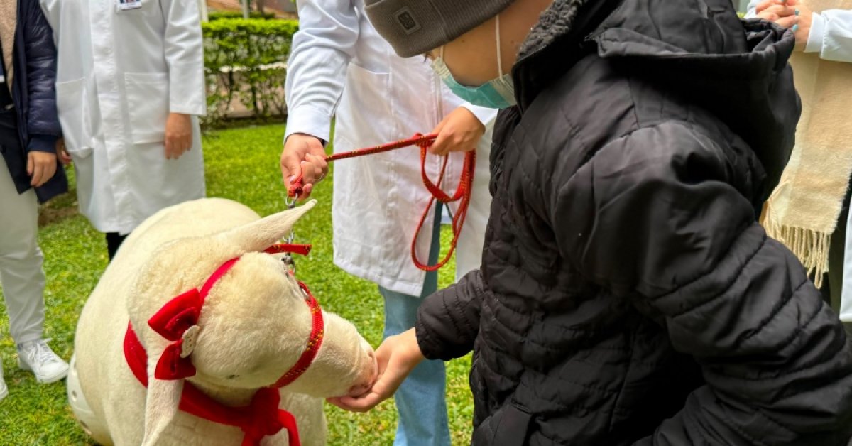 Pet Terapia HSVP/UPF recebe ovelha influencer para encontro com ...